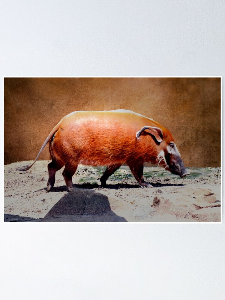 "Red River Hog " Poster for Sale by venny | Redbubble