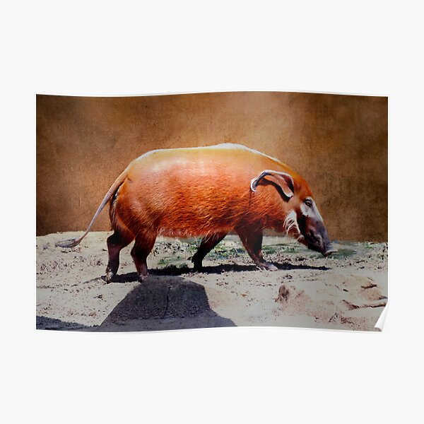 "Red River Hog " Poster for Sale by venny | Redbubble