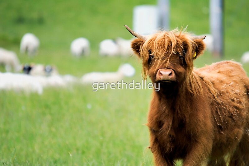 "Wee highland cow" by garethdalley | Redbubble