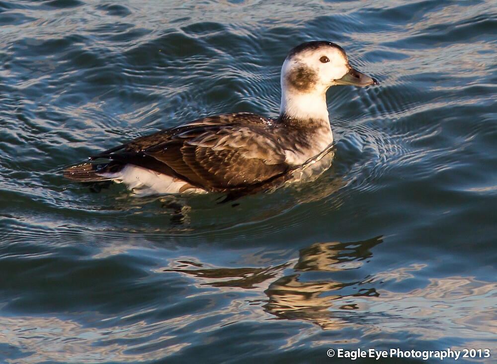 "Long-tailed Duck (Hen) - Seabrook, NH 12-16-13" by David Lipsy | Redbubble