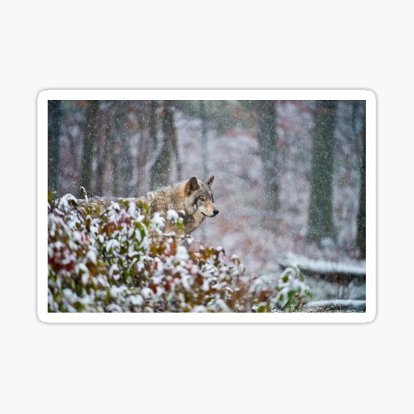 "Timber Wolf" Sticker for Sale by WolvesOnly | Redbubble