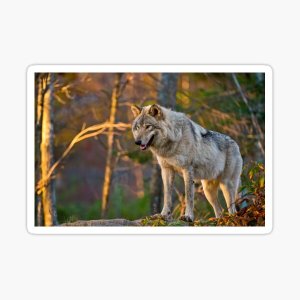 "Timber Wolf" Sticker by WolvesOnly | Redbubble