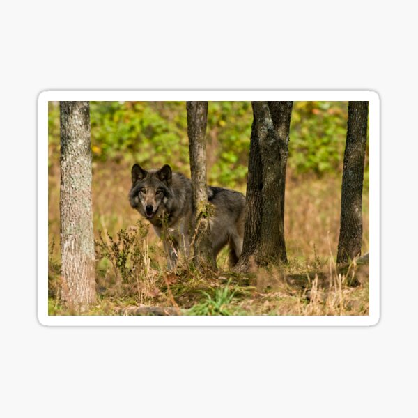 "Timber Wolf" Sticker by WolvesOnly | Redbubble