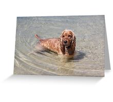 "Water Dog" by aussiebushstick | Redbubble