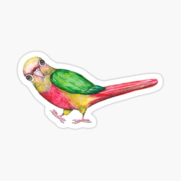 "Very cute pineapple conure" Sticker by Bwiselizzy | Redbubble
