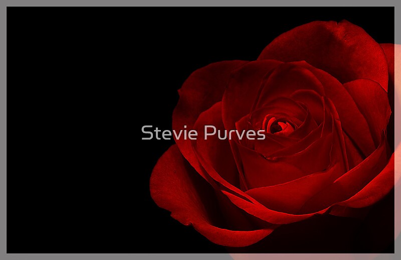 "Low Key Rose" by Stevie Purves | Redbubble