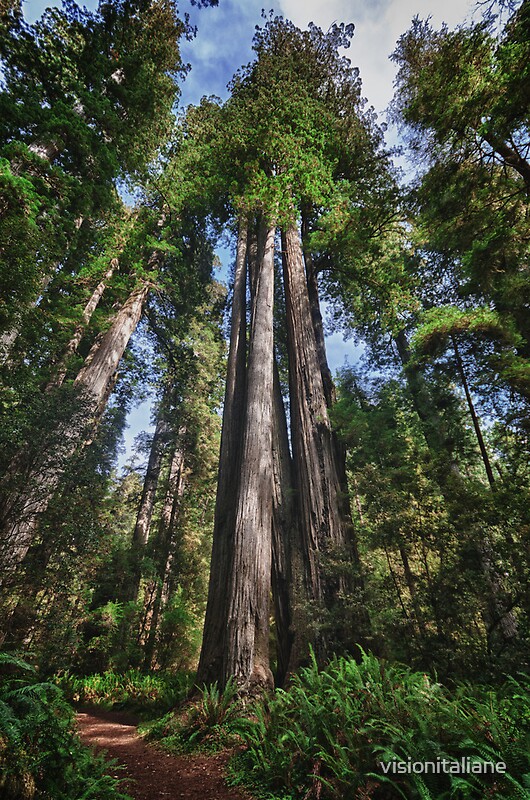 "Great Redwood trees in forest naturalistic landscape wall art color ...
