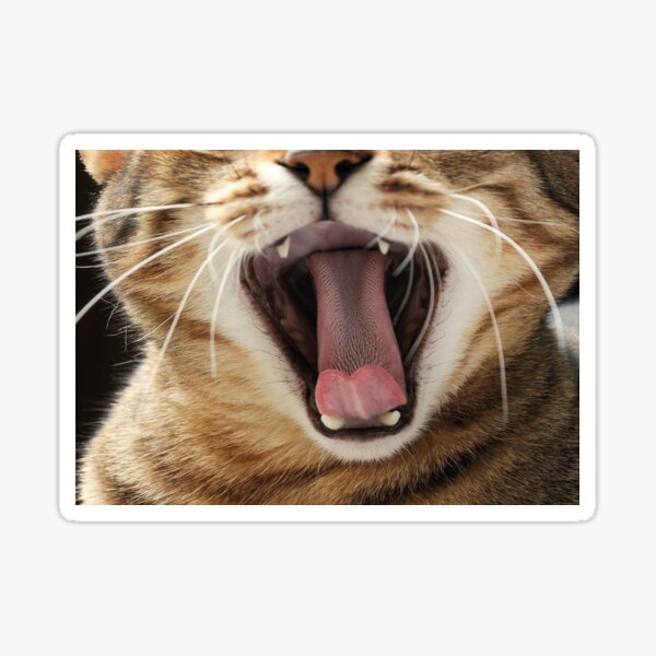 "Funny smiling cat face" Sticker for Sale by greatatlas | Redbubble