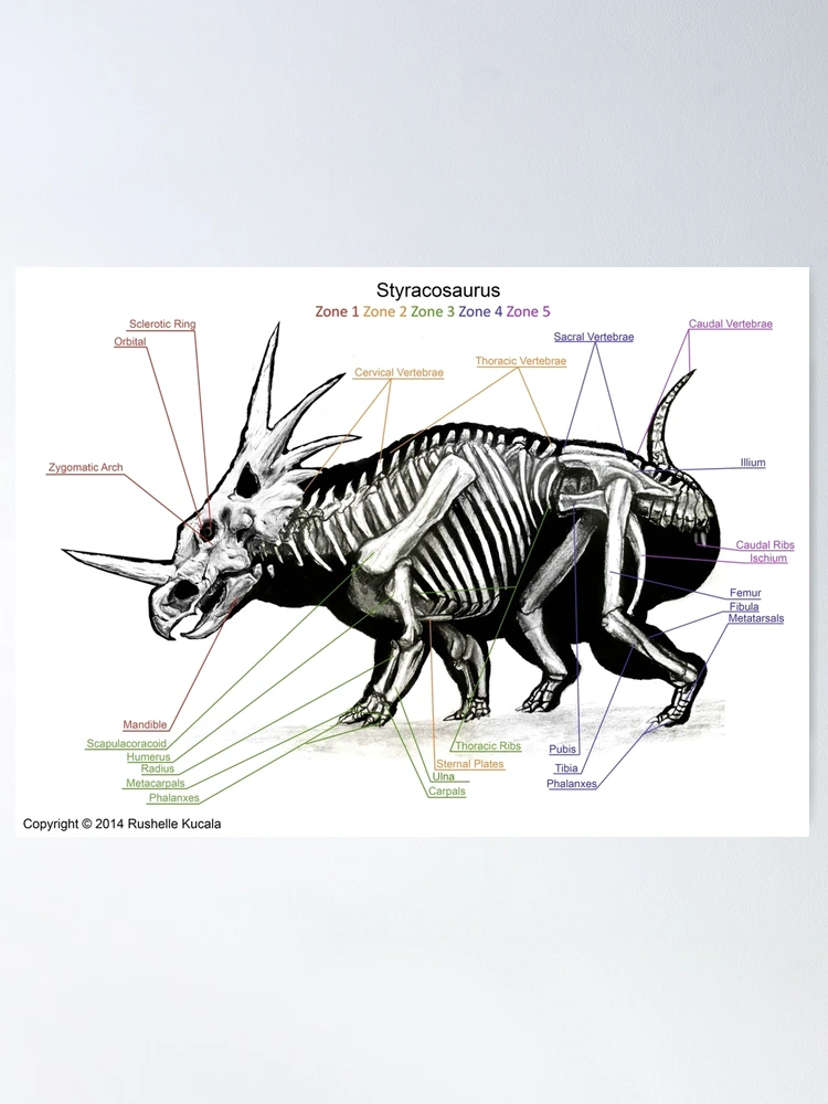 Styracosaurus Skull Size