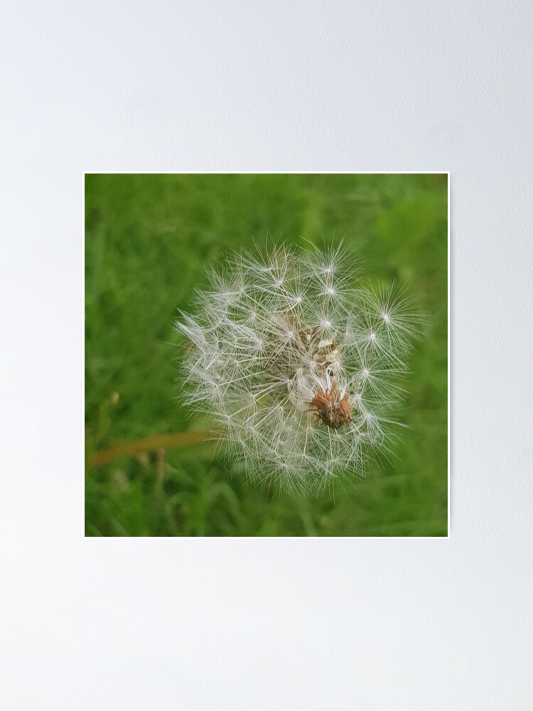 "Touch of Spring" Poster for Sale by ShayDKDesigns | Redbubble