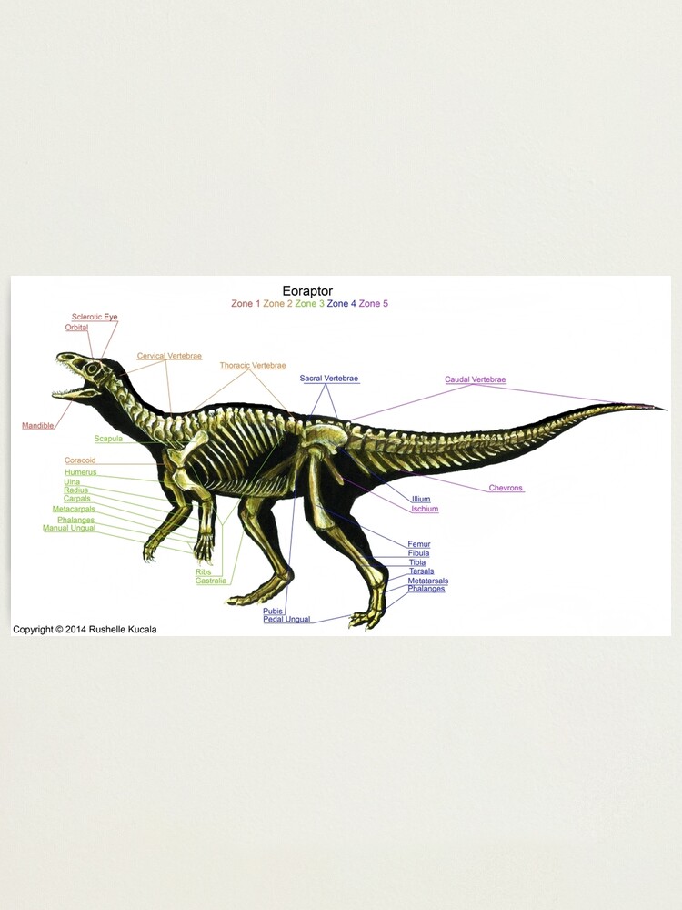 Eoraptor Skeleton The Marsh Dinosaurs – Cretaceous | EXTINCT