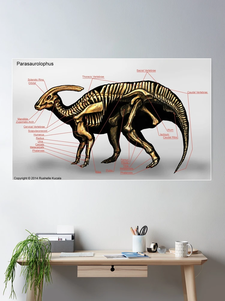 Squelette De Parasaurolophus Parasaurolophus Wikipedia