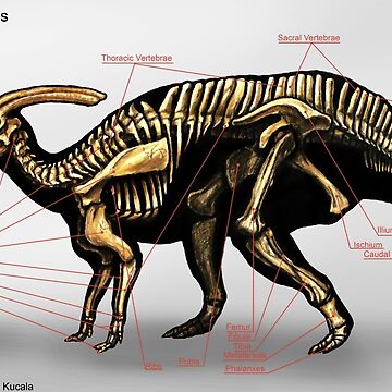 "Parasaurolophus Skeleton Study" Poster for Sale by Thedragonofdoom ...
