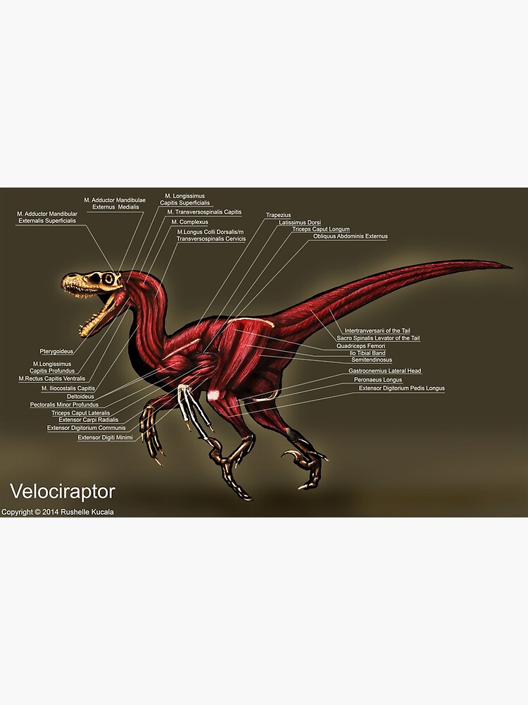 "Velociraptor Muscle Study" Art Print by Thedragonofdoom | Redbubble