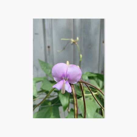 "Sitaw Flower" Art Board Print for Sale by Magandangbagay | Redbubble