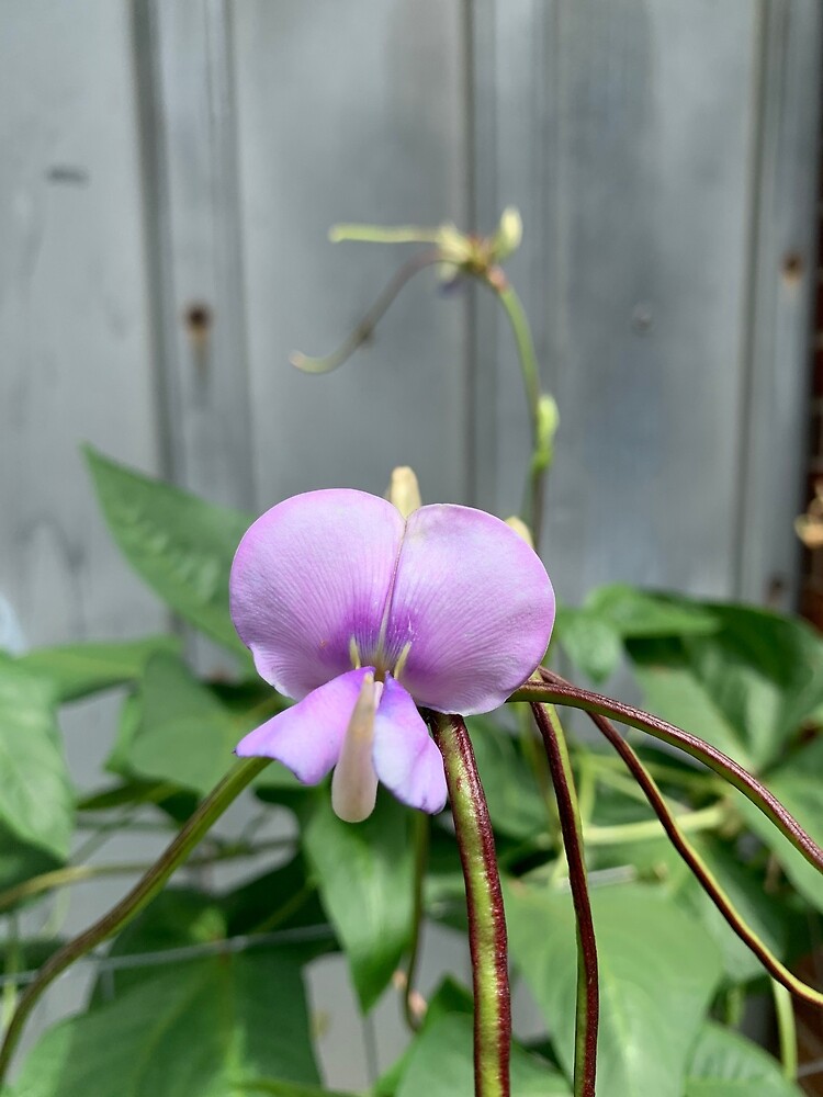 "Sitaw Flower" Poster by Magandangbagay | Redbubble