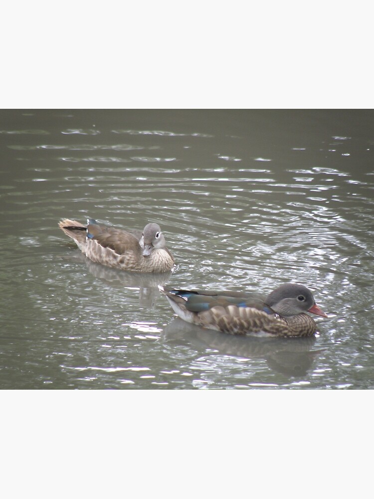 "Mandarin Ducks Female and Eclipse Male Photograph" Poster by ...