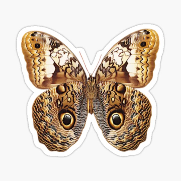"brown butterfly " Sticker for Sale by emillydelara | Redbubble
