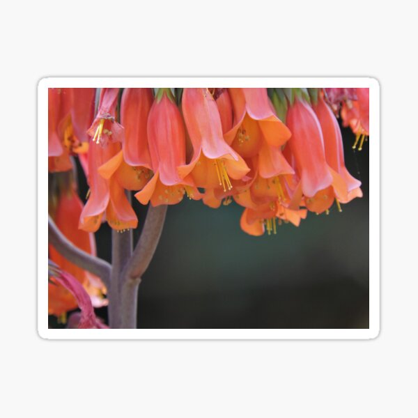 "Peach flower" Sticker for Sale by CiudadJardin | Redbubble