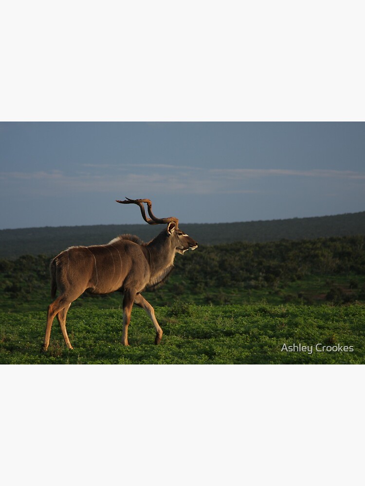Sanparks Merch & Gifts for Sale | Redbubble
