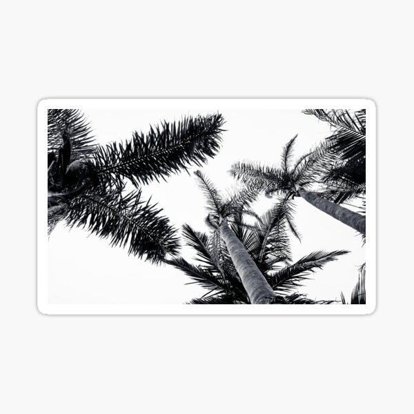 "Tropical Palm Trees Black and White" Sticker for Sale by ShelleyMills ...