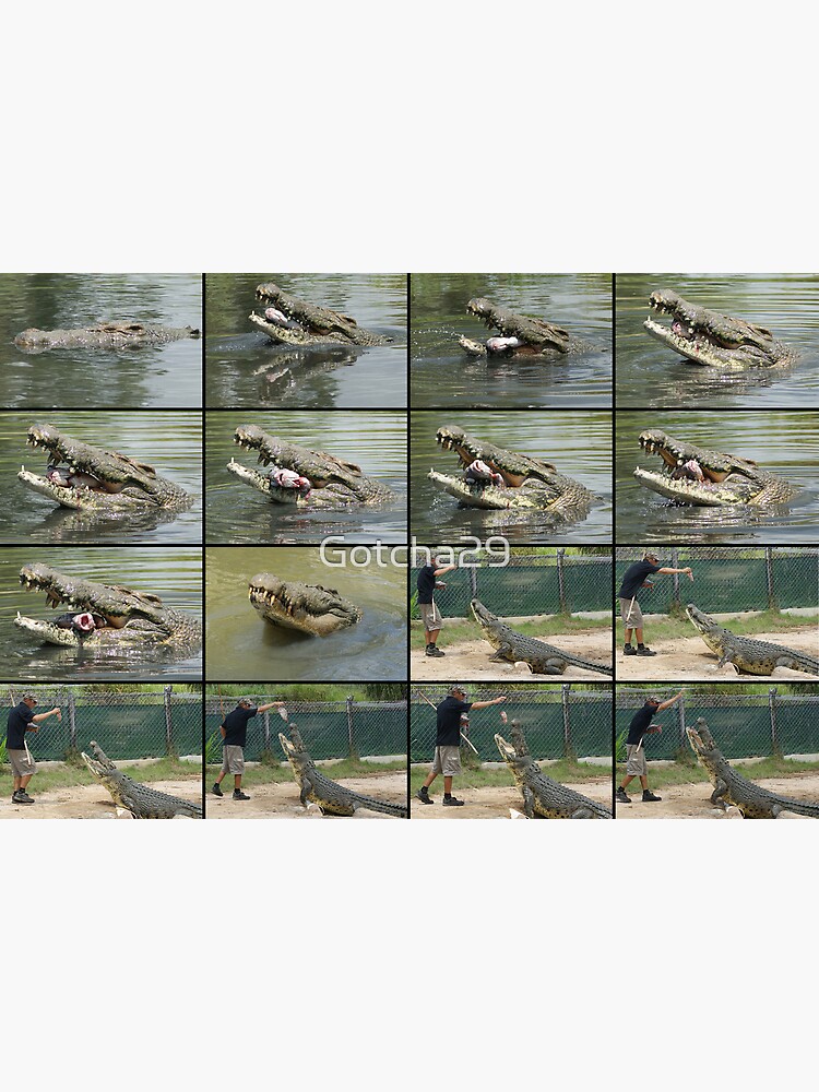 "Saltwater Crocodile Collage 1" Poster by Gotcha29 | Redbubble
