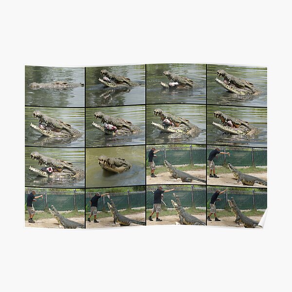 "Saltwater Crocodile Collage 1" Poster by Gotcha29 | Redbubble