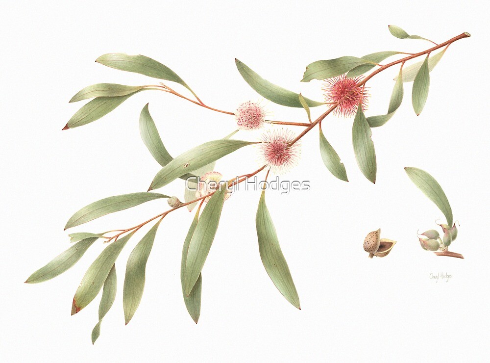 "Hakea laurina - Pincushion Hakea" by Cheryl Hodges | Redbubble