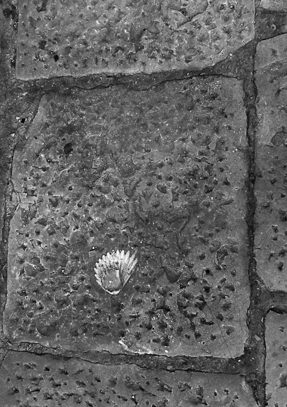 Fossil Fuel: Posters | Redbubble