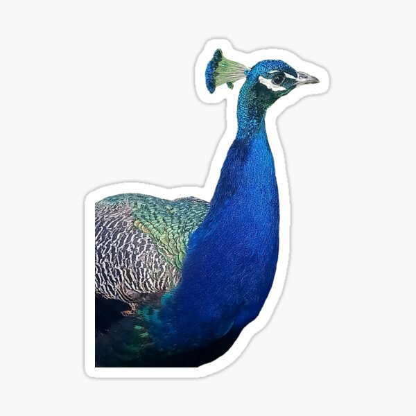"Peacock Portrait" Sticker for Sale by emDesign123 | Redbubble