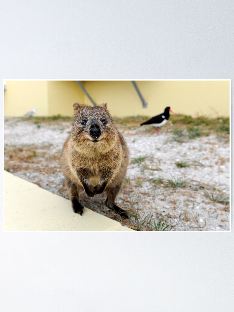 "Smiling Quokka" Poster for Sale by Colin White | Redbubble