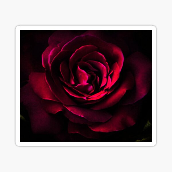 "Dark Red Vintage Rose" Sticker by TeeGals | Redbubble