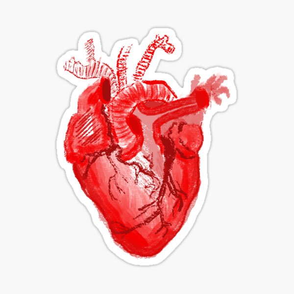 "heart organ real anatomical" Sticker by Ella-Phant | Redbubble