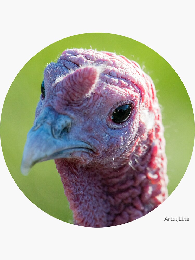 "Turkey Face" Sticker for Sale by ArtbyLina | Redbubble