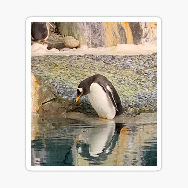 "Penguin" Sticker for Sale by beachcamper | Redbubble