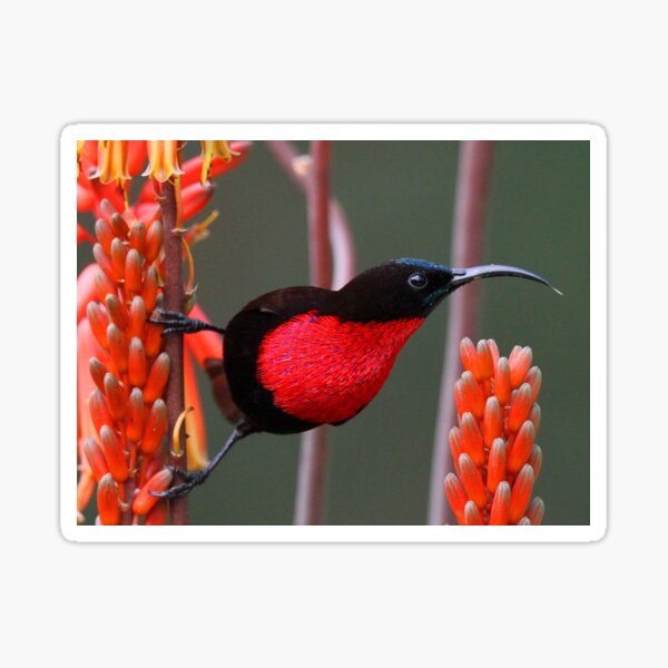 "Scarlet Chested Sunbird" Sticker by jozi1 | Redbubble