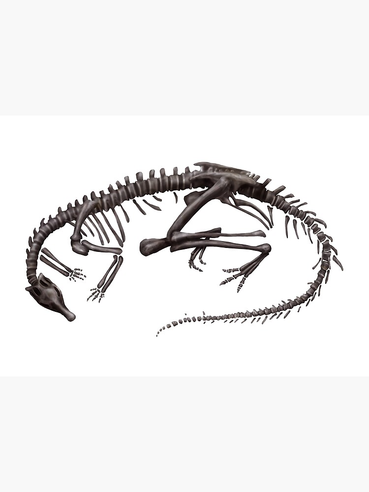 "Dryosaurus Skeleton Sleeping Posture" Poster by UroliteArt | Redbubble