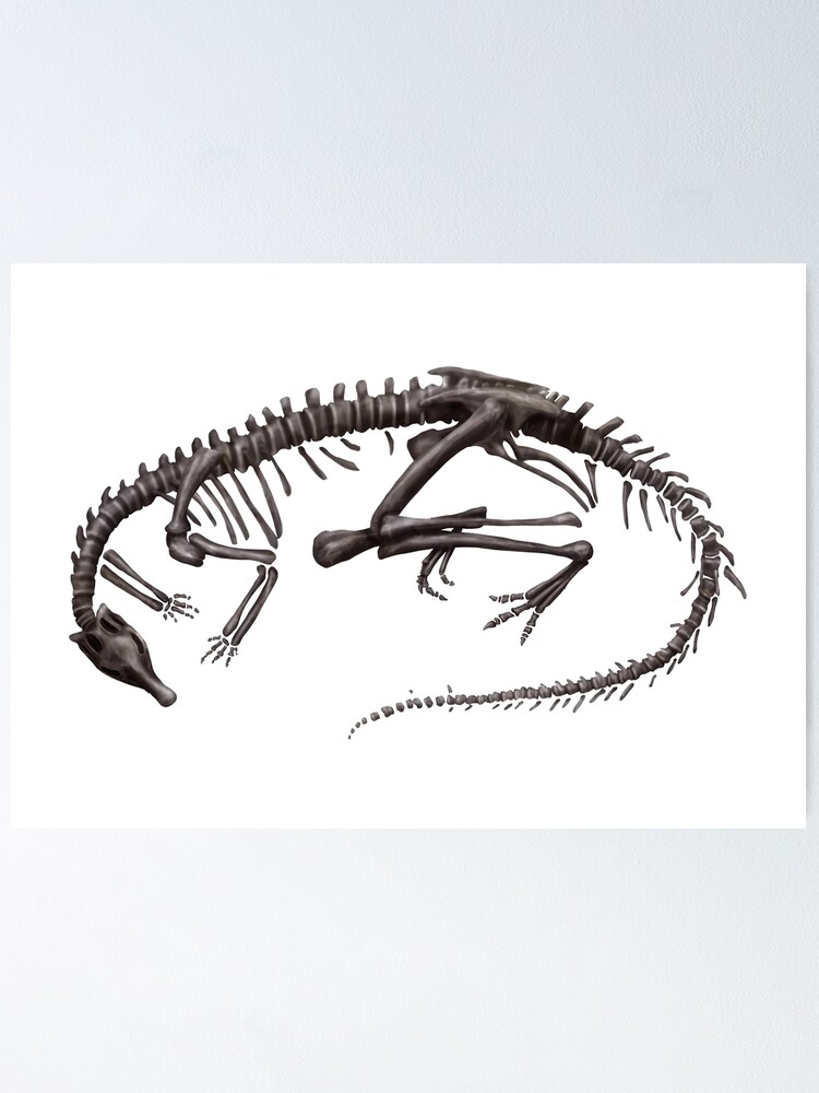 "Dryosaurus Skeleton Sleeping Posture" Poster by UroliteArt | Redbubble