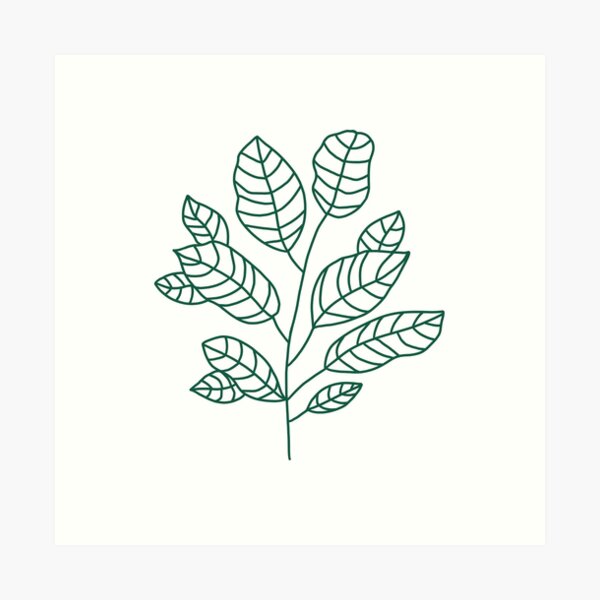 "Modern Leafy Green Fiddle-Leaf Fig Plant Outline - Transparent" Art ...