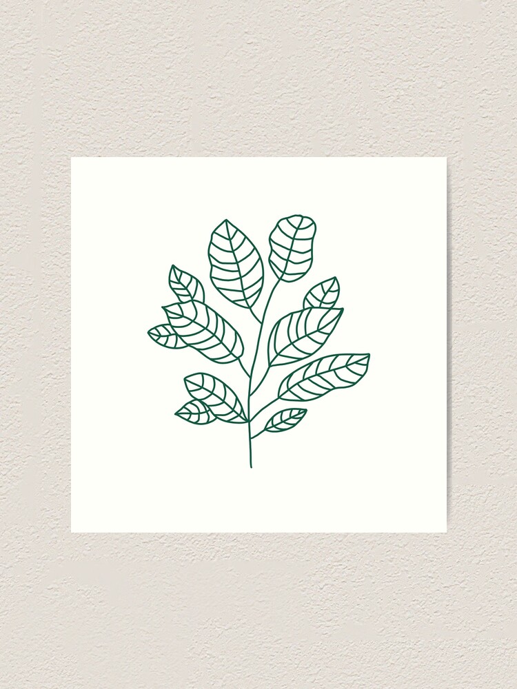 "Modern Leafy Green Fiddle-Leaf Fig Plant Outline - Transparent" Art ...
