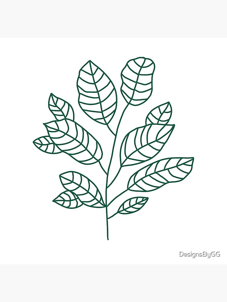 "Modern Leafy Green Fiddle-Leaf Fig Plant Outline - Transparent" Art ...