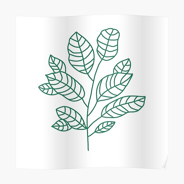"Modern Leafy Green Fiddle-Leaf Fig Plant Outline - White Background ...