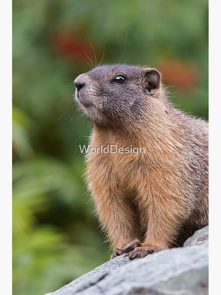 "Marmot Portrait" Poster by WorldDesign | Redbubble