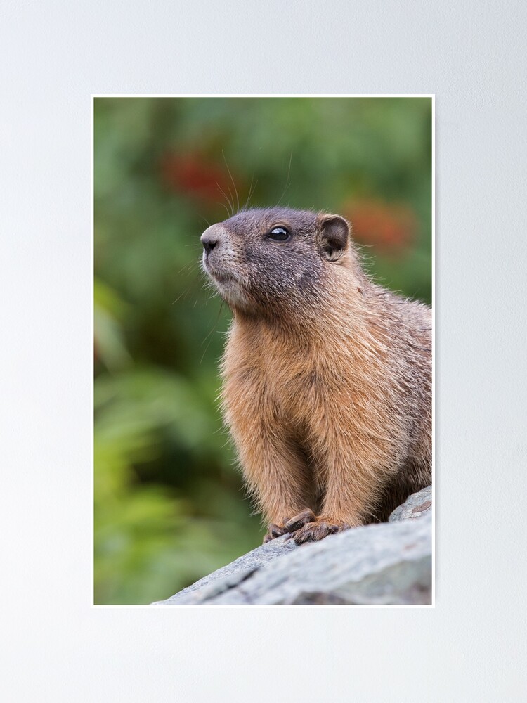 "Marmot Portrait" Poster by WorldDesign | Redbubble