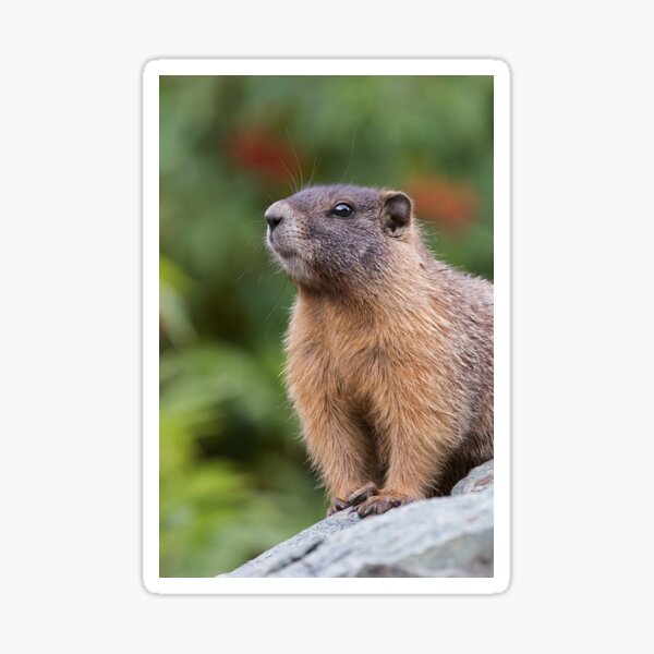"Marmot Portrait" Sticker by WorldDesign | Redbubble