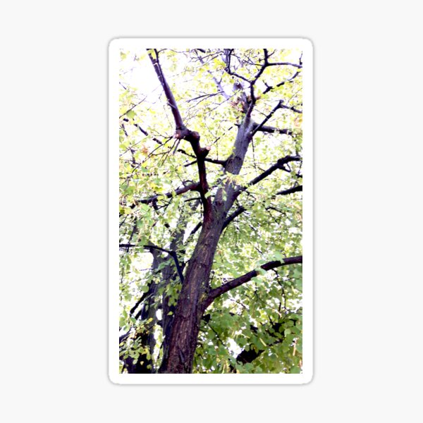 "Tree canopy" Sticker for Sale by natashiadraws | Redbubble
