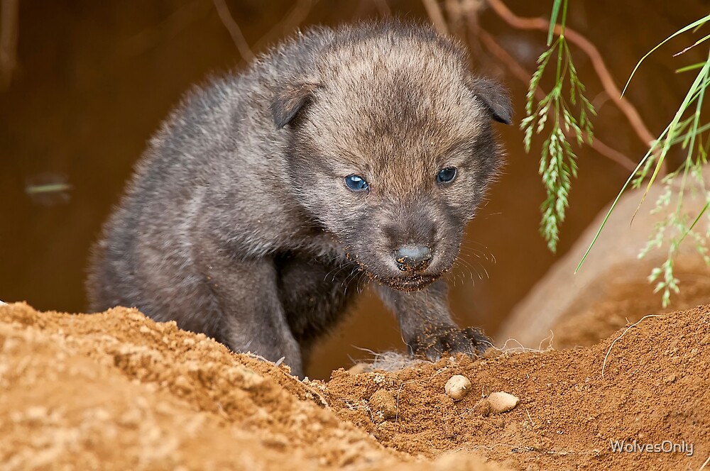 "Timber Wolf Pup" by WolvesOnly | Redbubble