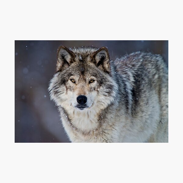 Impression photo « Timber Wolf », par WolvesOnly | Redbubble