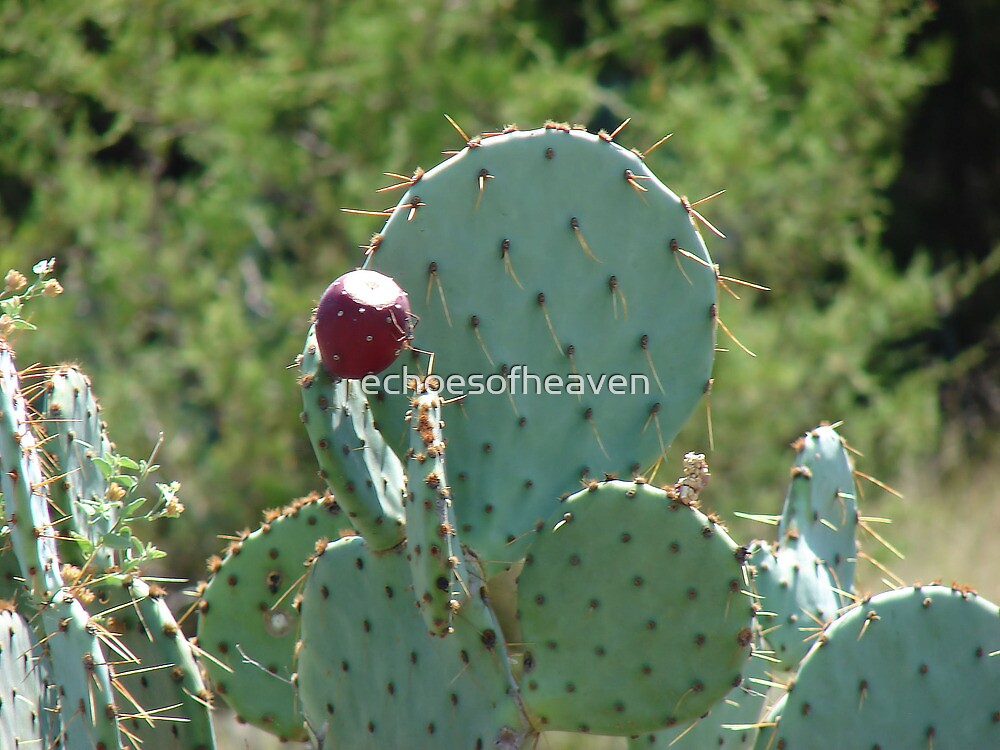 ""Catcus" by Carter L. Shepard" by echoesofheaven | Redbubble