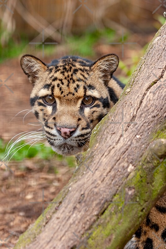 "Face of a Clouded Leopard" by Dalyn | Redbubble